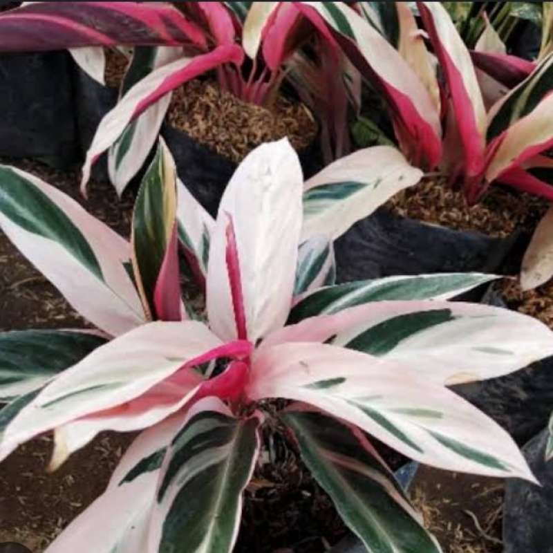 Jual Tanaman Hias Calatea Varigata,tanaman Indoor Tanaman Varigata ...