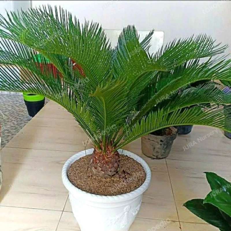 Jual Tanaman Pakis Sikas / Pohon Pakis Sikas / Palem Sikas Mawar Jambe ...