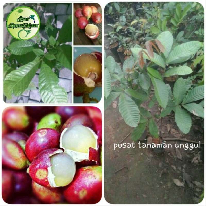 Jual Bibit Tanaman Buah Matoa Okulasi Siap Berbuah | Pohon Matoa Di ...
