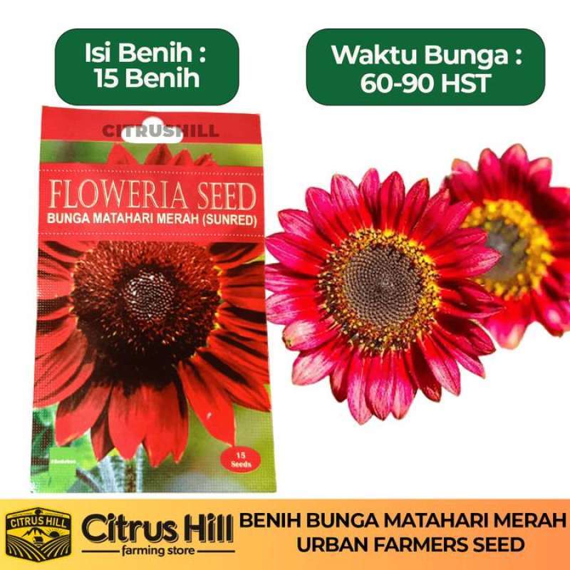Jual Benih Bunga Matahari Merah Sunred - Urban Farmers Seed Di Seller ...