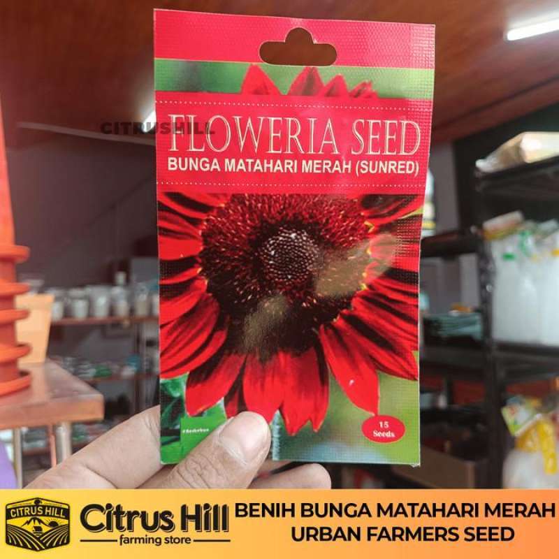 Jual Benih Bunga Matahari Merah Sunred - Urban Farmers Seed Di Seller ...