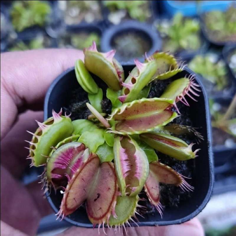 Jual Venus Flytrap Jenis Fused Tooth Tanaman Karnivora Di Seller Rumix ...