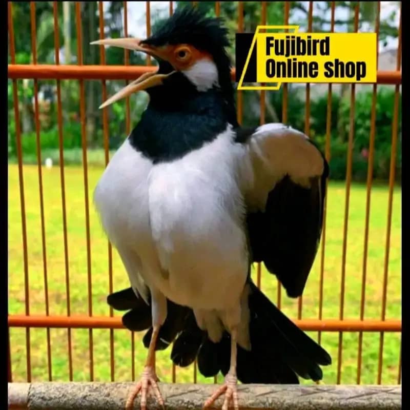 burung jalak emas gacor