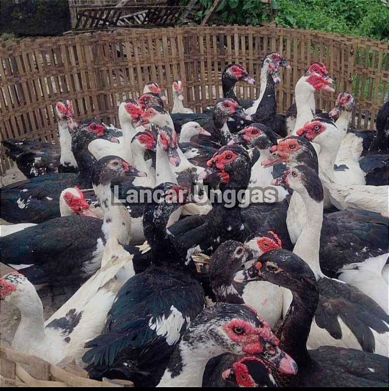 Jual Entok Potong Daging Entok Bebek Entok Nila Potong Atau Hidup Fresh ...