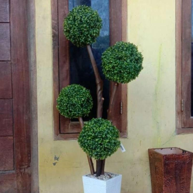 Promo Bonsai Daun Bola Bola#pohon Bola Bola#pohon Eucalyptus#pohon ...
