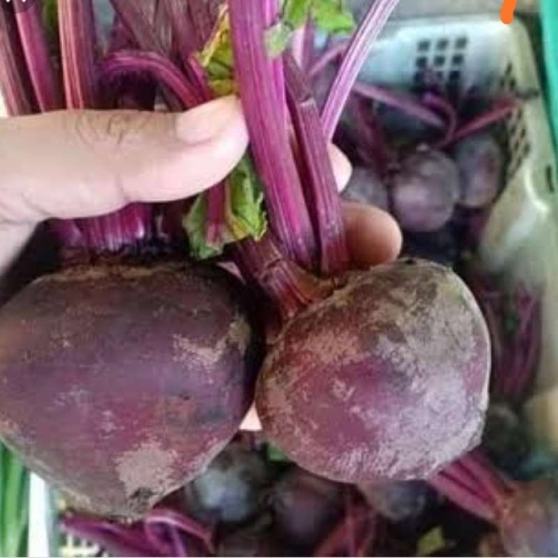 Jual Beet Root 1 Kg Termurah - Harga Grosir Terupdate Hari Ini | Blibli