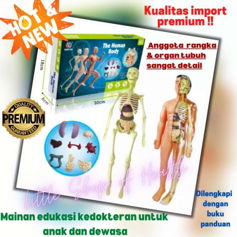 Promo mainan organ tubuh - human body set lengkap - mainan edukasi ...
