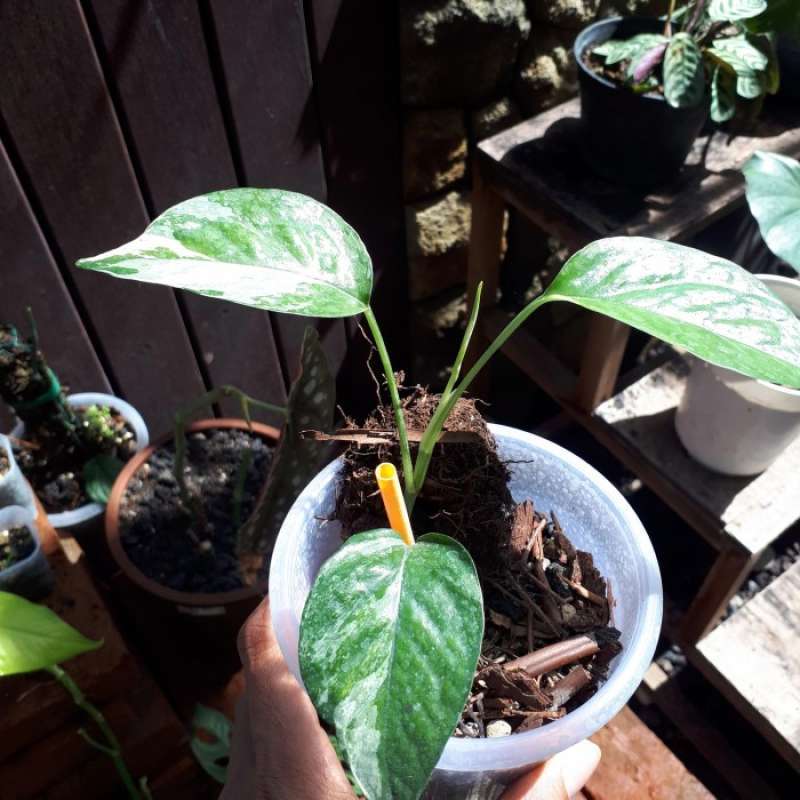 Jual Epipremnum Hanoman Sp Bali di Seller Jaya Sejahteraa - Kalibata ...