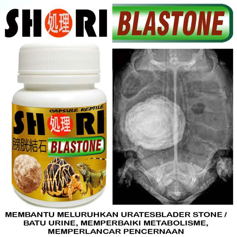 Promo SHORI BLASTONE OBAT BLADDER STONE BS URATES IGUANA SULCATA KURA ...