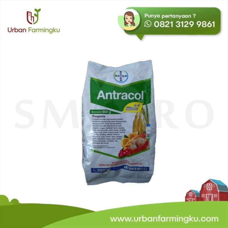 Promo fungisida antracol 70 wp zinc kemasan pabrik 500 gram Diskon 23% ...