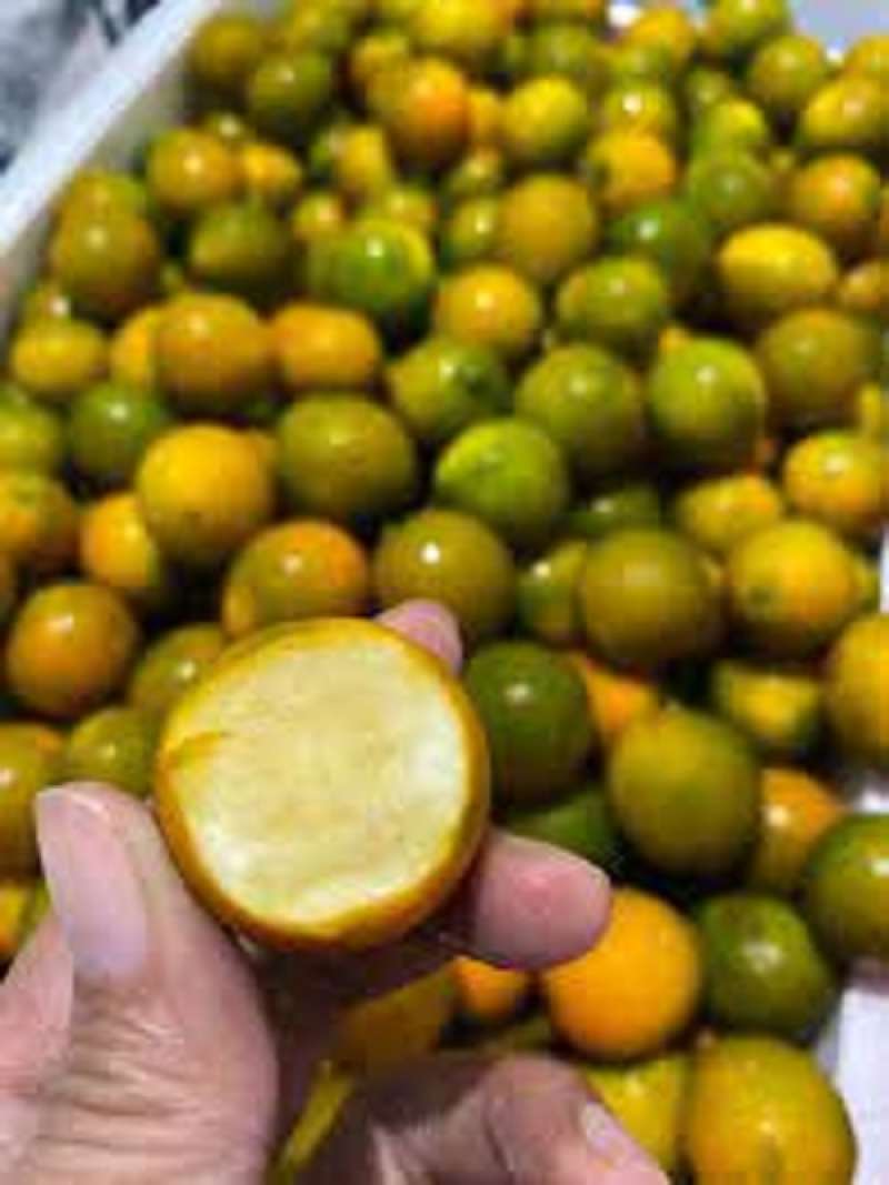 Jual My Fruit Jeruk Kimkit 400 Gr Di Seller My Fruit Official Store ...