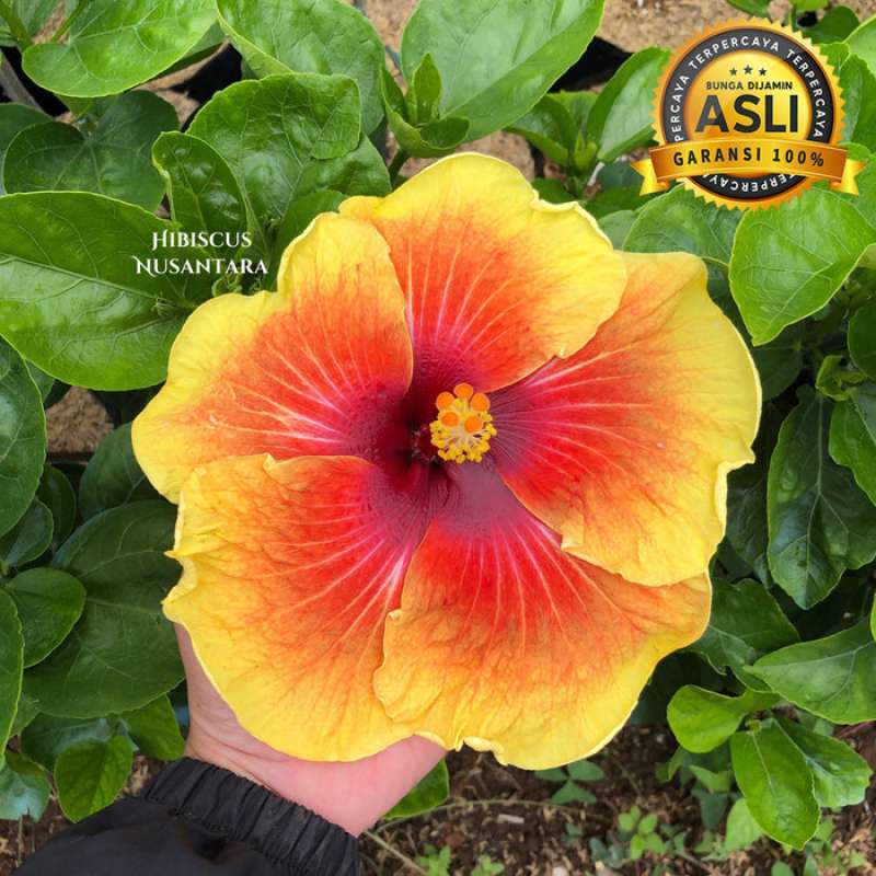 Promo Bibit Bunga Hibiscus Croissant Bunga jumbo Orange Import CODE 009 ...