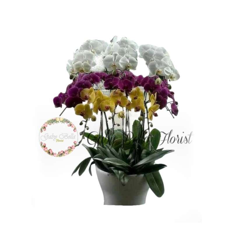 Promo Table Flower â€“ 610 Bunga Meja Anggrek Bulan Bunga Cantik Bunga ...