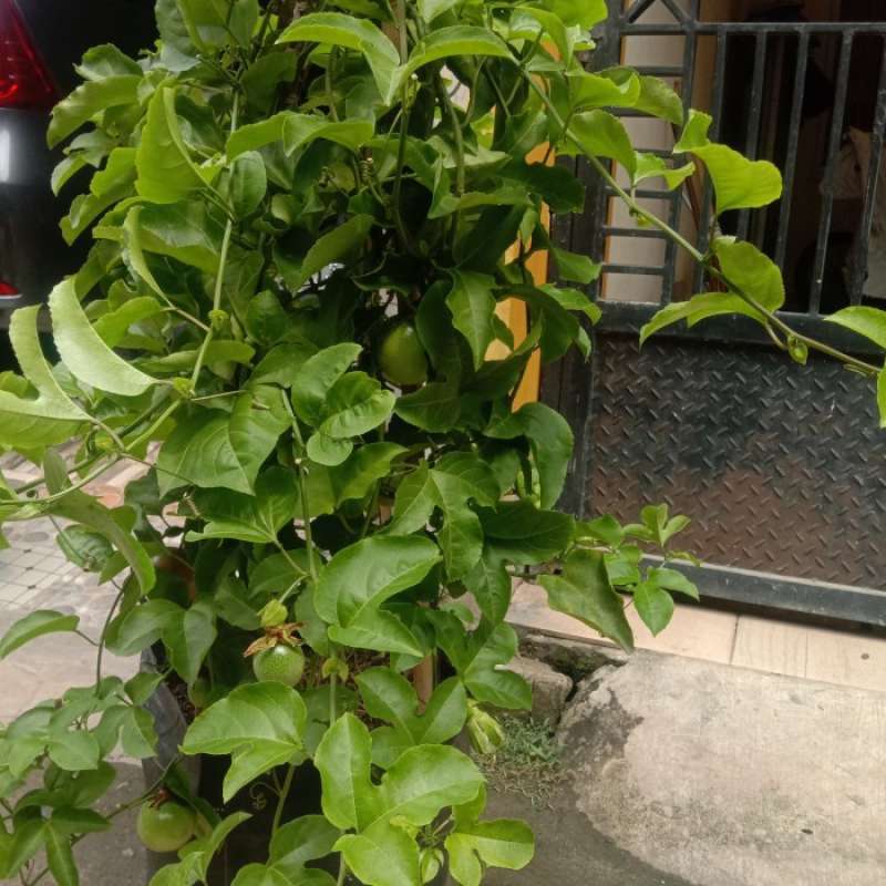 Promo Pohon Markisa Berbuah Sudah Indukan Diskon 23% Di Seller Roxie ...