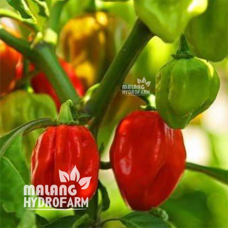 Jual Benih Cabai Katokkon Toraja Unggulan Berkualitas bibit biji repack ...