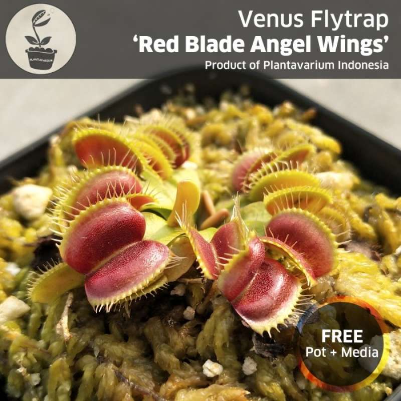 Promo Venus Flytrap / Fly Trap / VFT Red Blade Angelwings Angel Wings Diskon 23% di Seller Bea ...