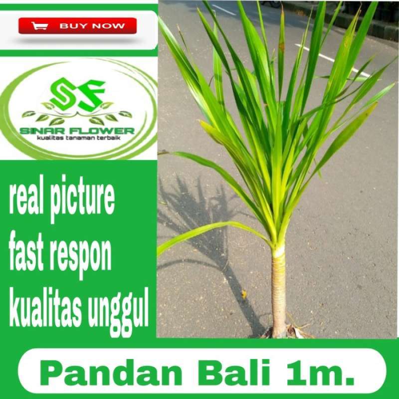 Promo tanaman pandan bali/pohon hias pandan bali/tanaman hias pandan ...