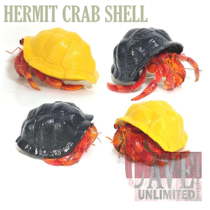Promo Sh001a Shell Cangkang Rumah Kelomang Umang Hermit Crab Keong ...