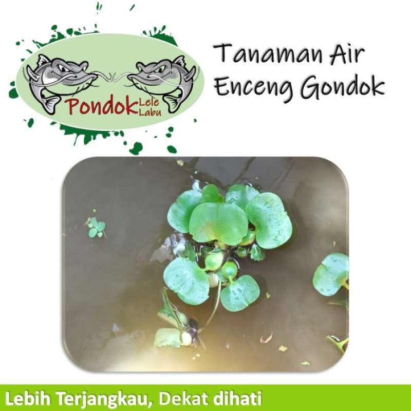 Promo Tanaman Enceng Gondok/ Enceng Gondok/ Tanaman Air Eceng Gondok ...