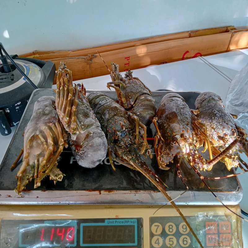 Jual Lobster Laut Size 100-200 Frozen - 1kg Di Seller Walapa Foodies ...