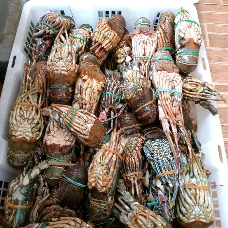 Jual Lobster Laut Size 100-200 Frozen - 1kg Di Seller Walapa Foodies ...