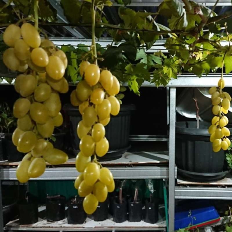 Promo Bibit Anggur Import Dixon Diskon 23% Di Seller Sumijayeti Store ...