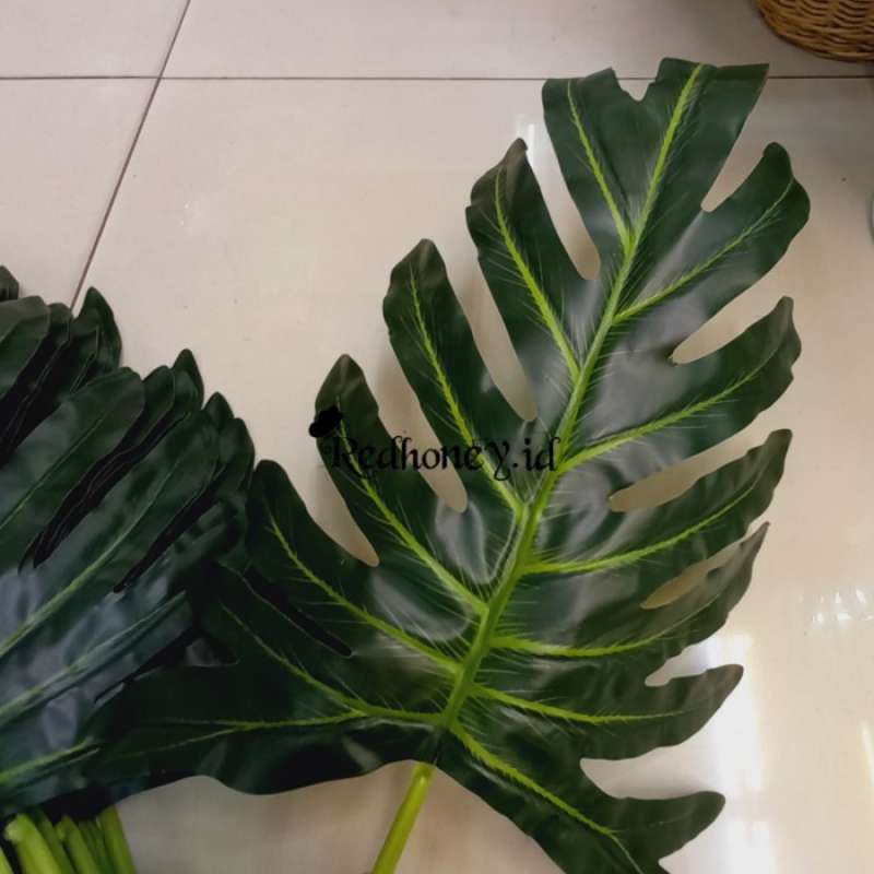 Promo Daun Pillow Dendron Atau Daun Jari 1 Lusin Diskon 23% Di Seller ...
