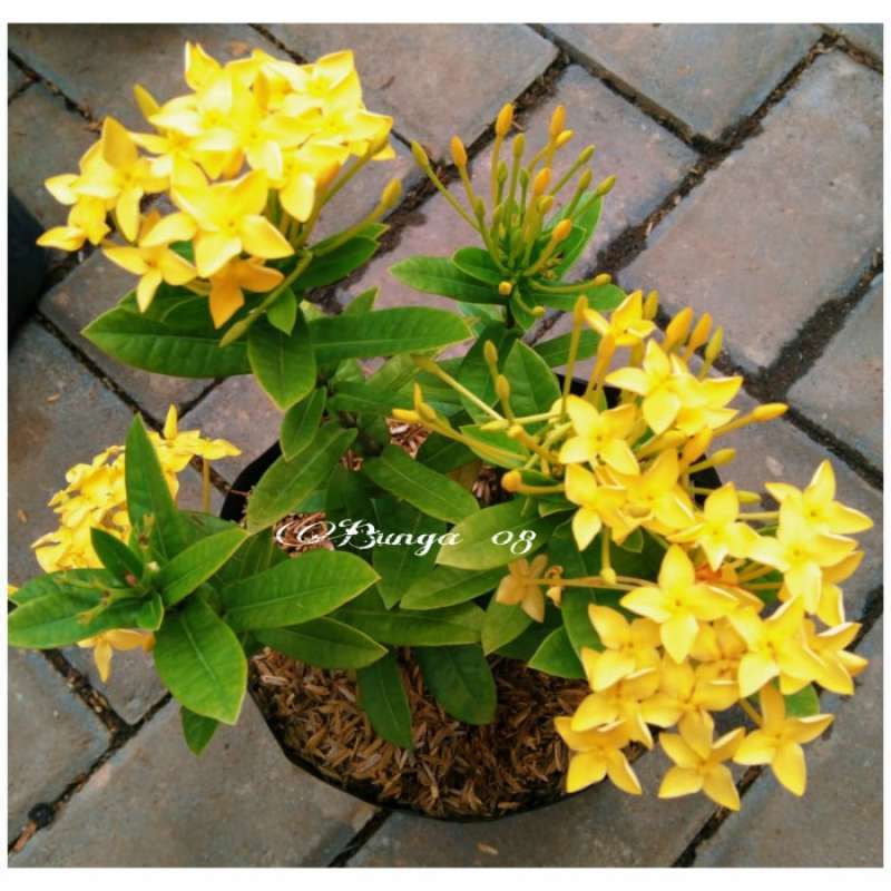 Promo Tanaman Hias Soka / Asoka Kuning / Bunga Soka Kuning Diskon 23% ...