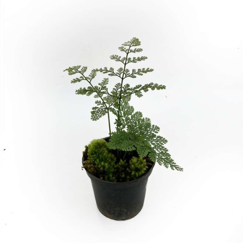 Jual Davallia Sp 'soft Leaves / Rabbit Foot Fern / Epifit Di Seller ...