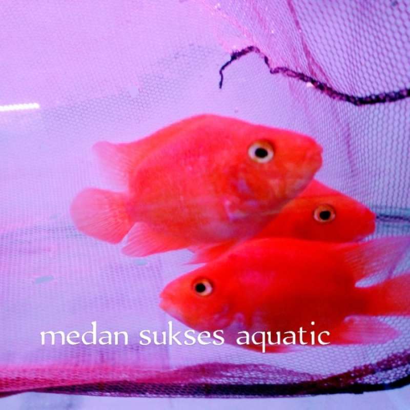 Jual #a1 Hong Sui / Red Parrot / Ikanhias Air Tawar /ikan Hongsui ...