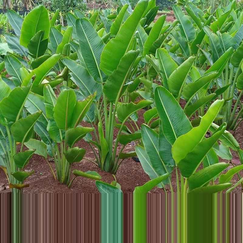 Promo Terbaru Pohon Pisang Kipas - Tanaman Hias Pisang Kipas Best ...