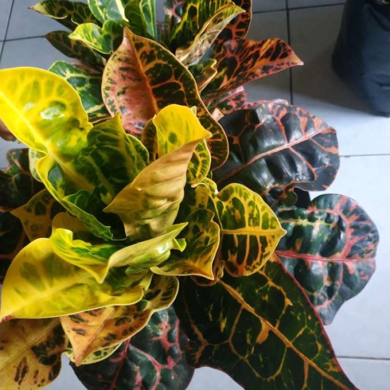 Promo Tanaman Puring Kura2 40cm Diskon 23% Di Seller Zawaru Store ...