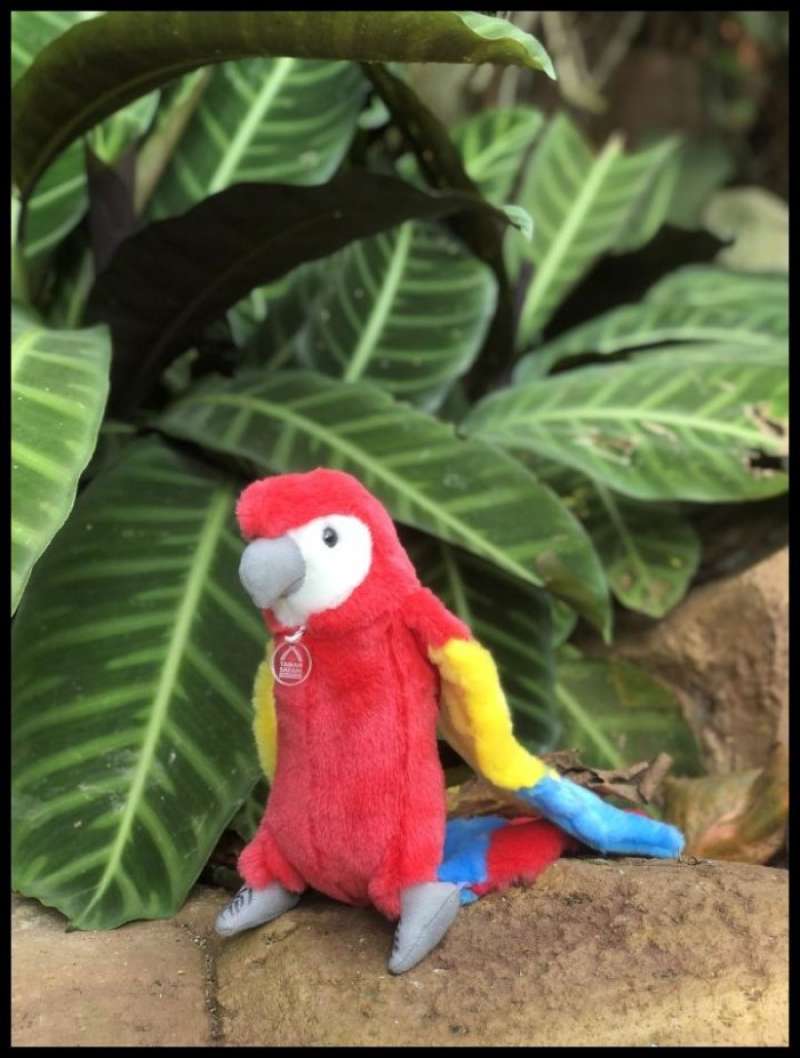 Promo Boneka Burung Macau | Bird Doll Plush Toy Taman Safari Kualitas ...