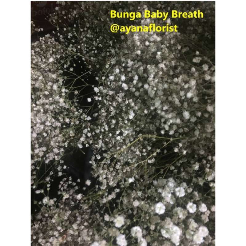 Promo Bunga Baby Breath Asli Fresh Cocok Untuk Pernikahan, Bridalshower ...