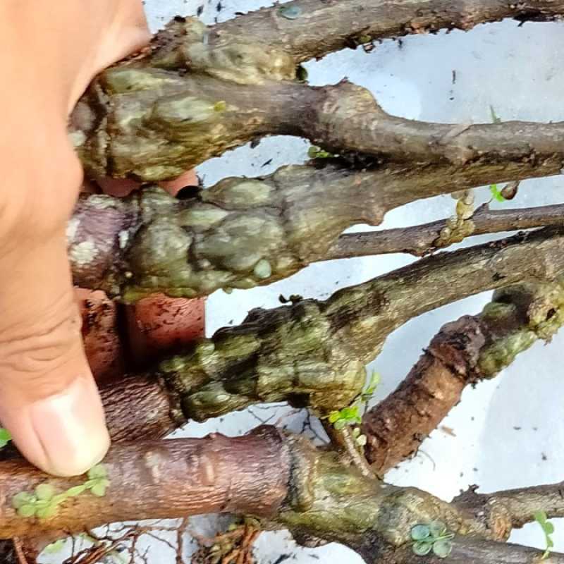 Jual Tanaman Hias Import Operculicarya Decaryi Spesies Of Madagascar ...