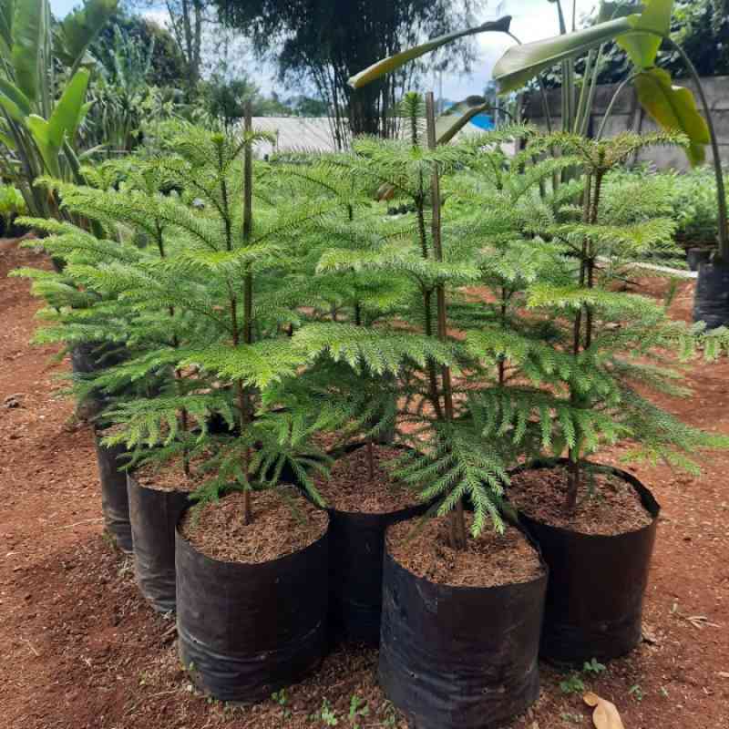 Jual Tanaman Hias Cemara Norfolk Tinggi 1 Meter Pohon Cemara Norfolk Di ...