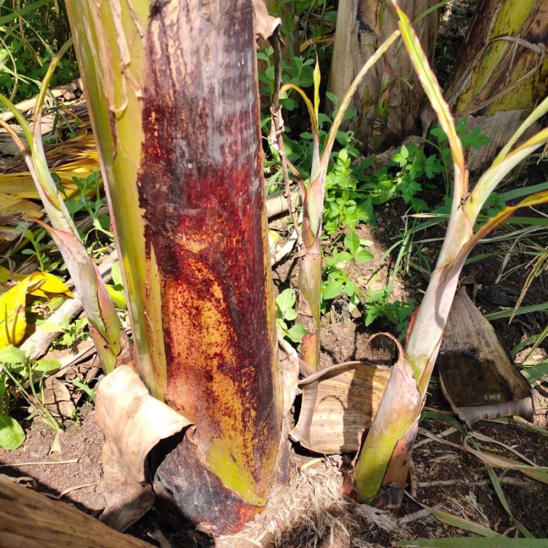 Jual Bibit Pisang Raja Sereh/ Kawesto/ Susu/ Koja/ Raja Palembang ...