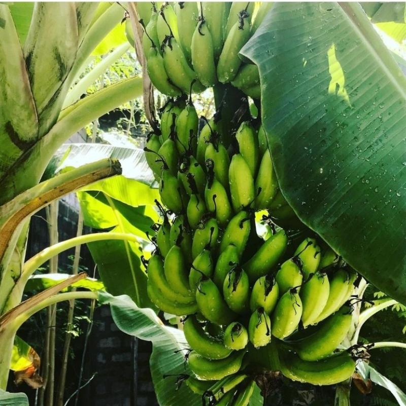 Jual Bibit Pisang Raja Sereh/ Kawesto/ Susu/ Koja/ Raja Palembang ...