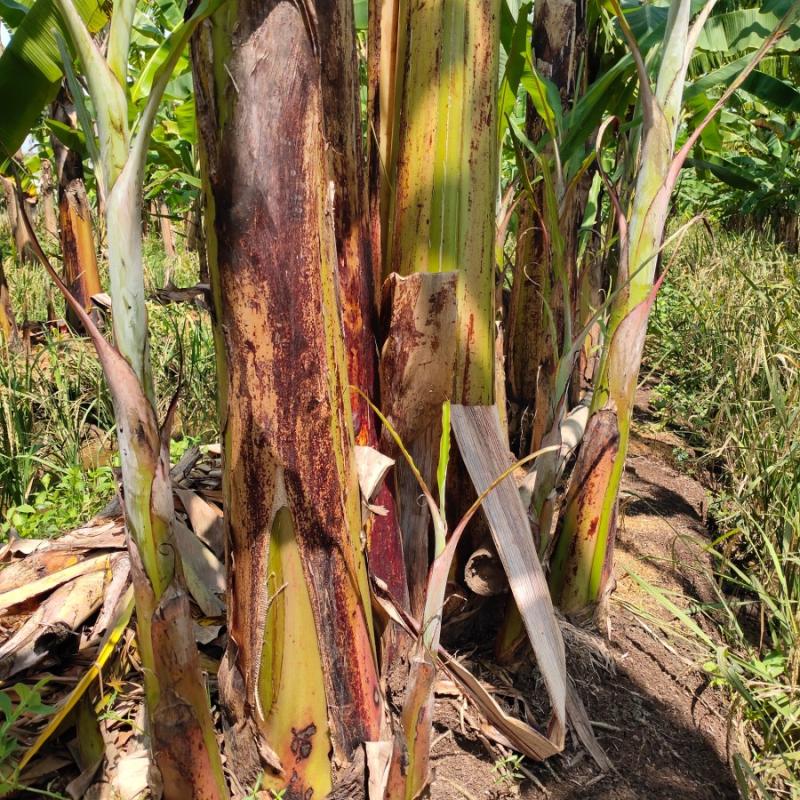 Jual Bibit Pisang Raja Sereh/ Kawesto/ Susu/ Koja/ Raja Palembang ...
