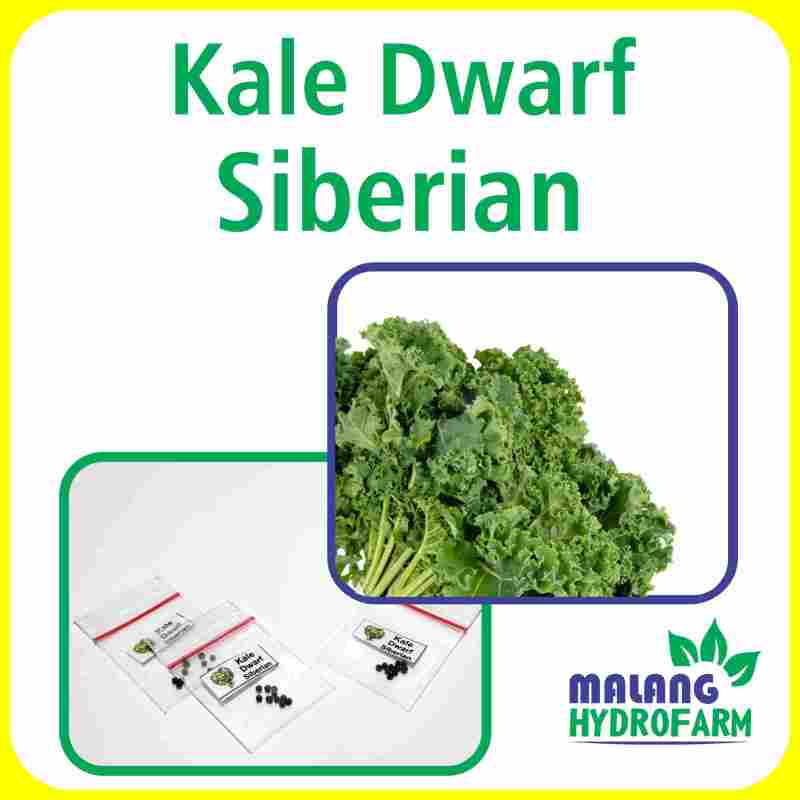 Jual Benih Kale Dwarf Siberian Unggulan Berkualitas Biji Bibit Repack ...
