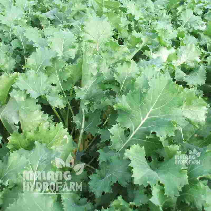 Jual Benih Kale Dwarf Siberian Unggulan Berkualitas Biji Bibit Repack ...