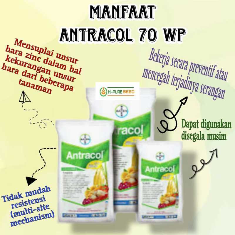 Jual Antracol 70 Wp Fungisida Jamur Tanaman Pt Bayer Indonesia 250 Gram ...