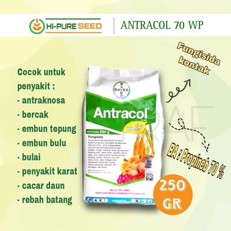 Jual Antracol 70 Wp Fungisida Jamur Tanaman Pt Bayer Indonesia 250 Gram ...
