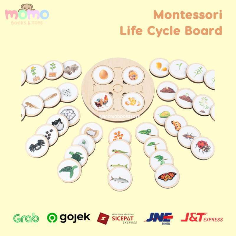 Promo montessori life cycle board mainan edukasi lingkaran kehidupan ...