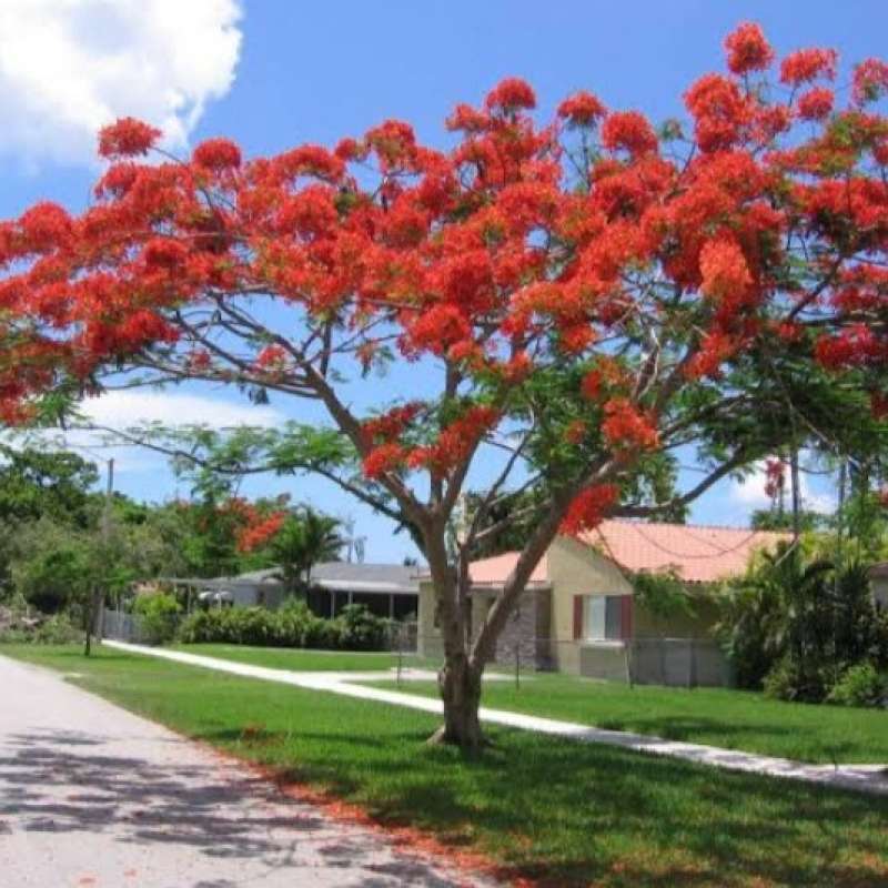 Jual pohon flamboyan merah tinggi 3 meter di Seller Zenonn Shop ...