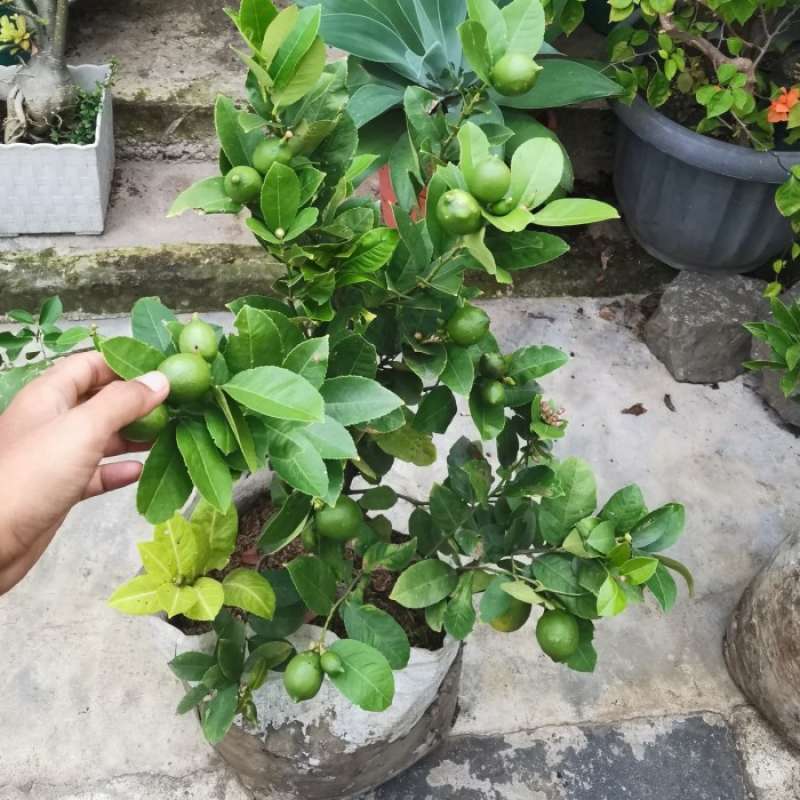 Promo Bibit Pohon Jeruk Nipis Berbuah, Tanaman Jeruk Nipis Kampung ... Promo Bibit Pohon Jeruk Nipis Berbuah, Tanaman Jeruk Nipis Kampung ...