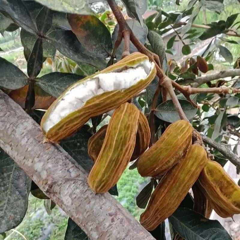 Jual Buah Salju Fresh 1 Kg Asli Bedugul Bali Di Seller King Fatih Shop ...