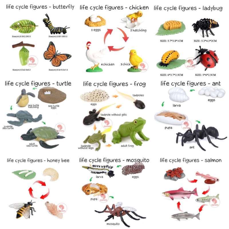 Jual Zoetoys Life Cycle Figures Set | Tray | Miniatur Animal of Ant Bee ...