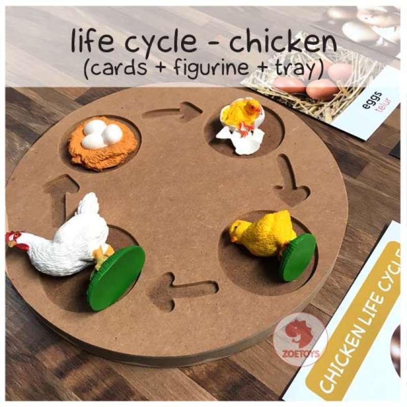 Jual Zoetoys Life Cycle Figures Set | Tray | Miniatur Animal of Ant Bee ...