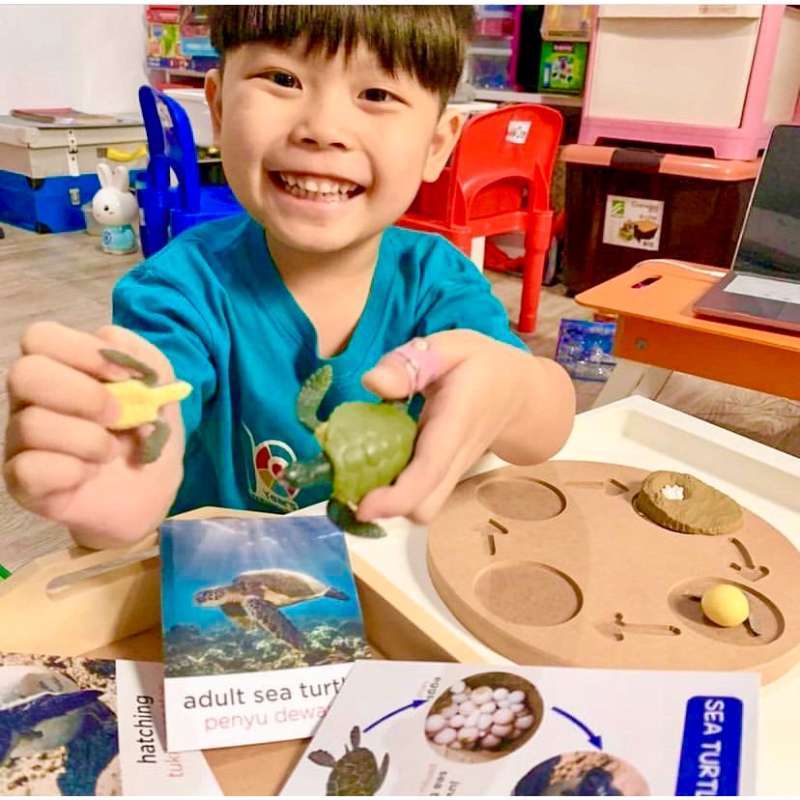 Jual Zoetoys Life Cycle Figures Set | Tray | Miniatur Animal of Ant Bee ...